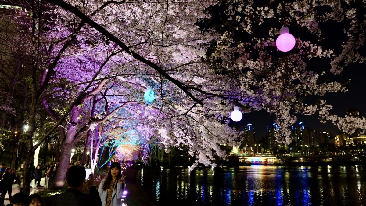 Spring Festivals in South Korea » Chris Travels the World