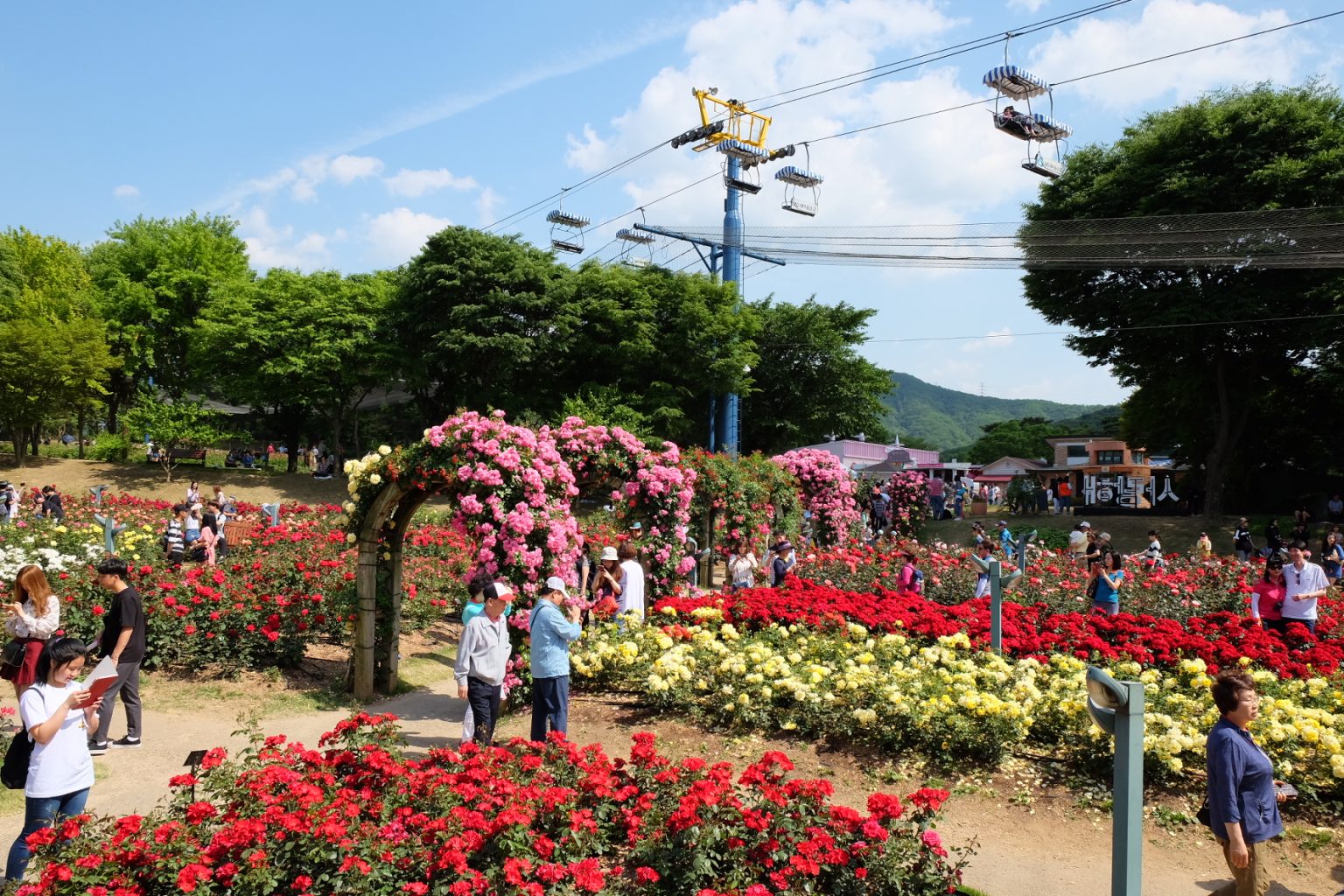 Spring Festivals in South Korea » Chris Travels the World