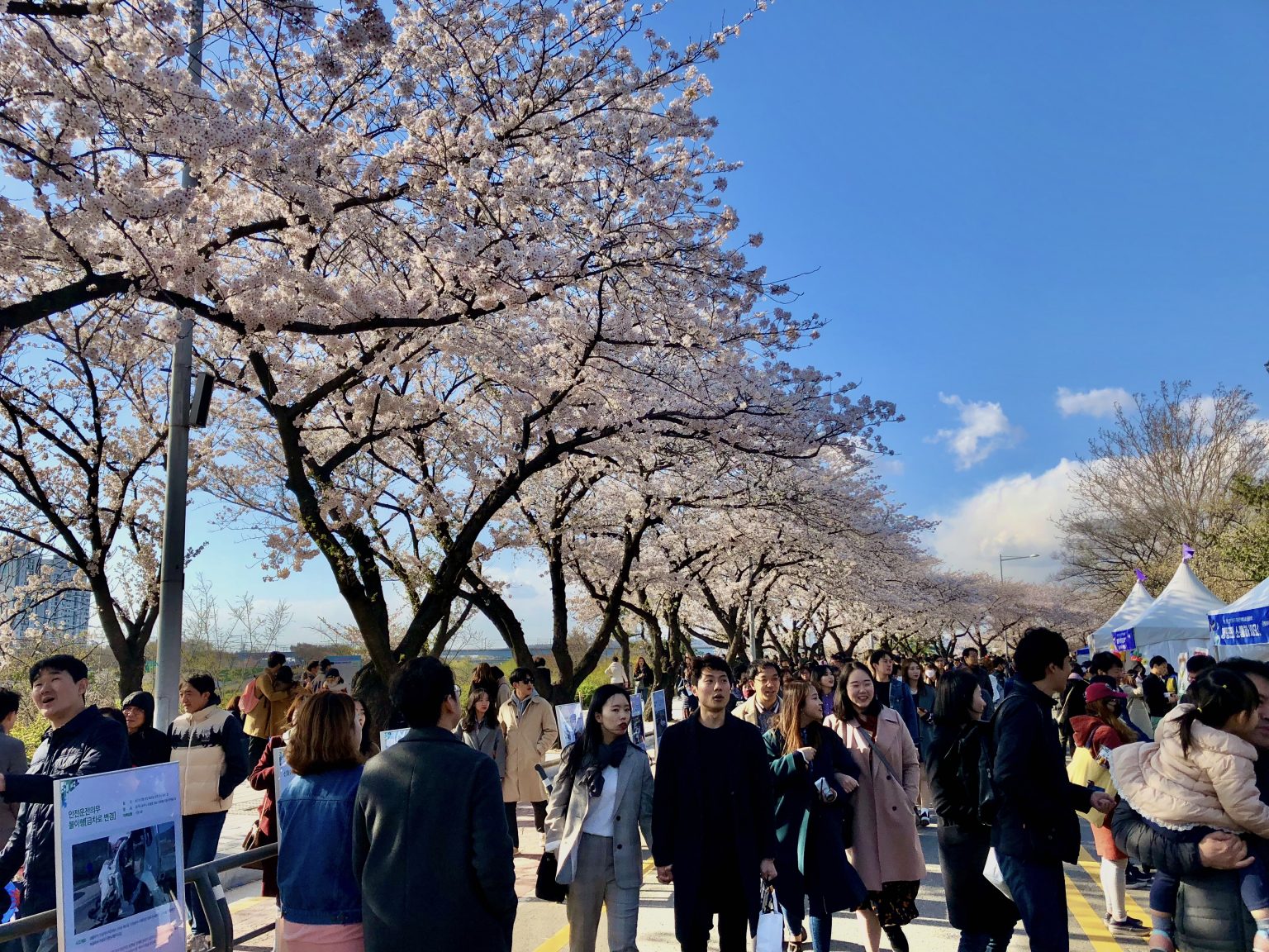 Spring Festivals in South Korea » Chris Travels the World